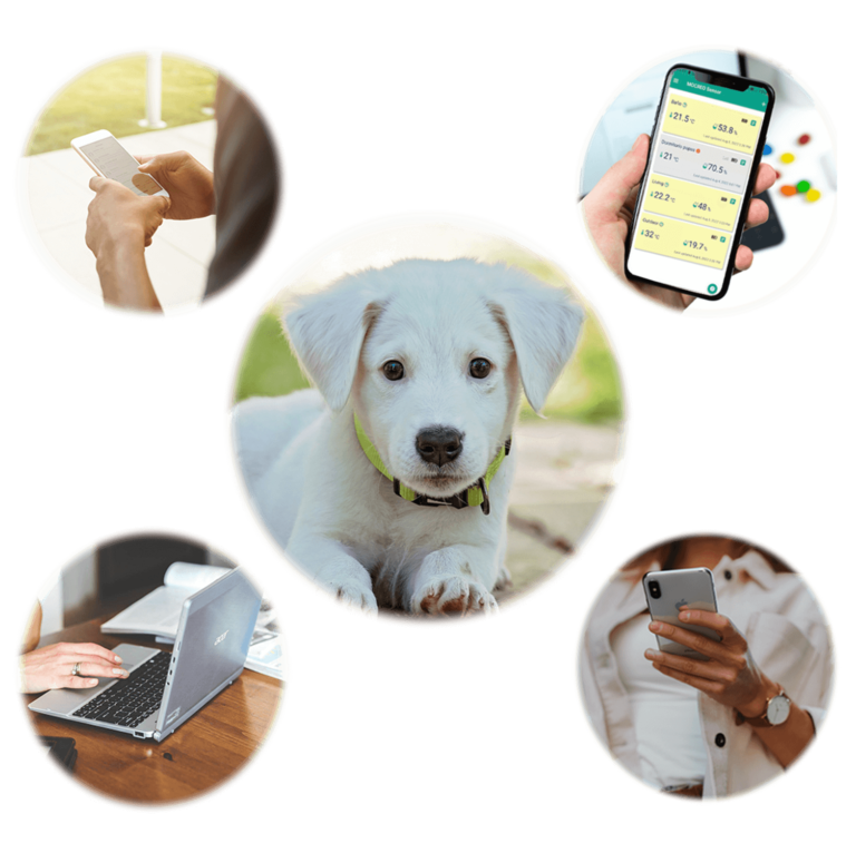 Temperature monitoring for animals – MOCREO